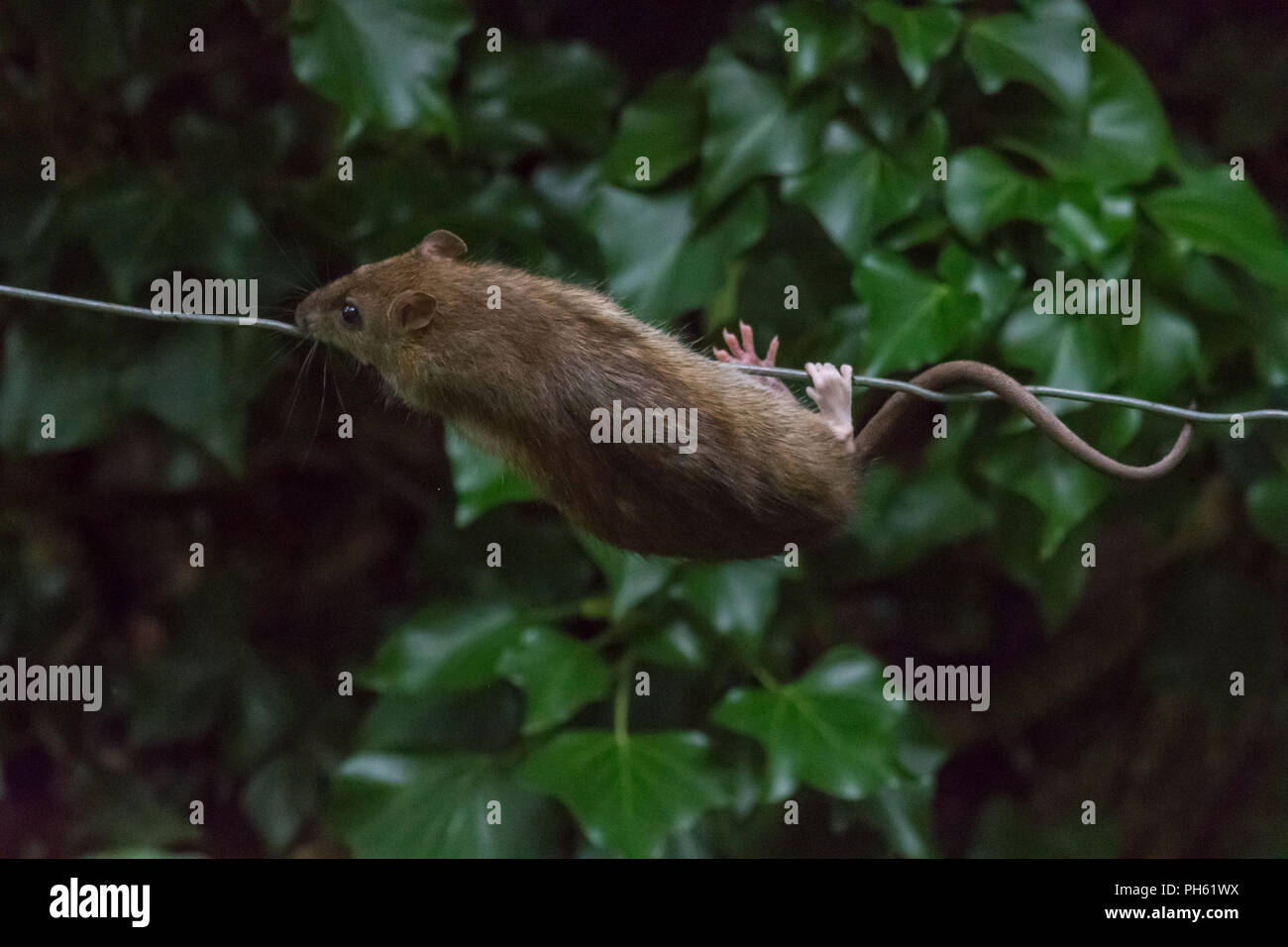 Brown rat (Rattus norvegicus) crawling upside down alone a metal wire ...