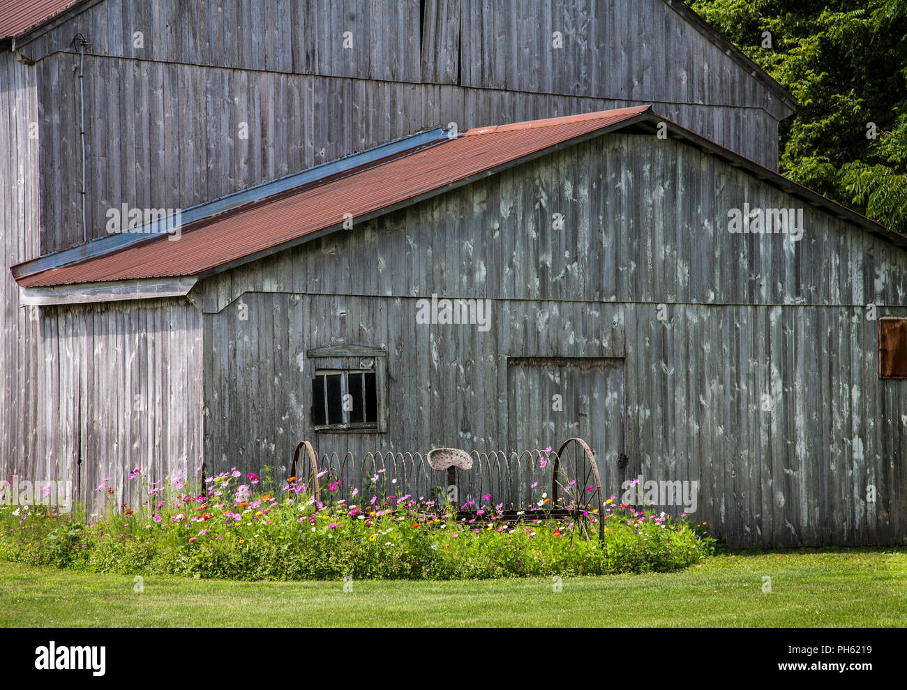 Gray barn, hayrake and Cosmos flowers, Lancaster County, Pennsylvania ...