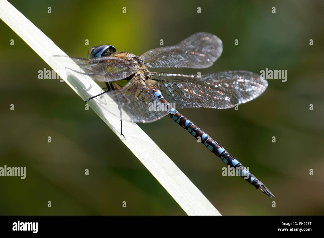 Dragonfly dorsal view hi-res stock photography and images - Alamy