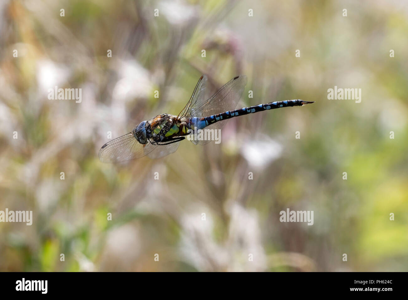 Dragonfly hover hi-res stock photography and images - Alamy