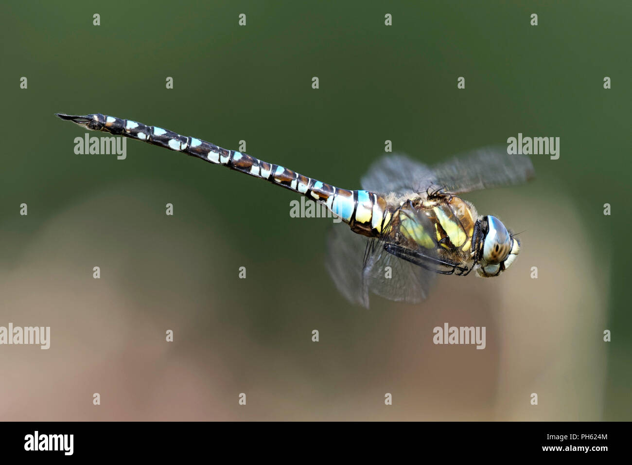 Dragonfly hover hi-res stock photography and images - Alamy