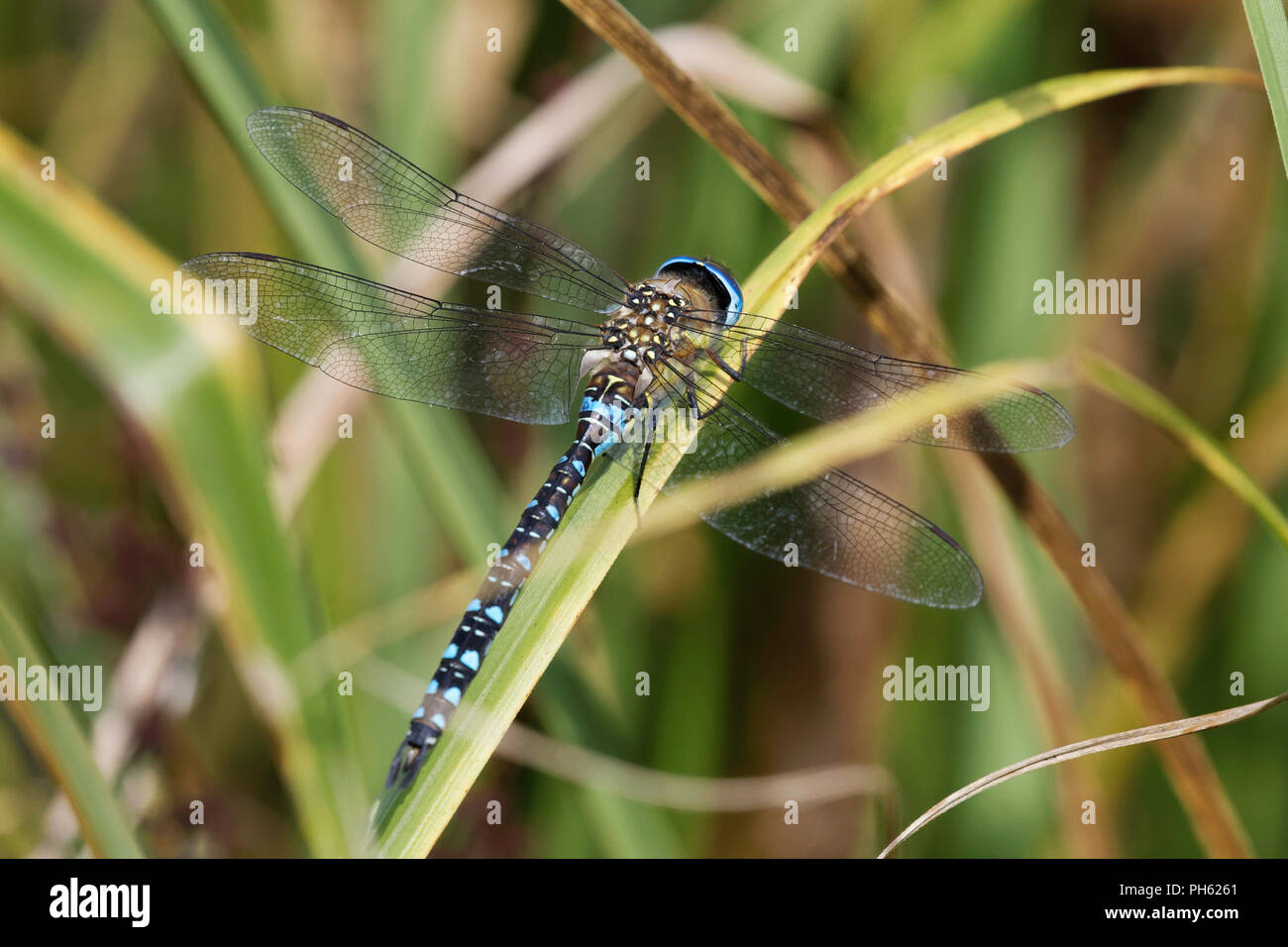 Dorsal view of dragonfly hi-res stock photography and images - Alamy