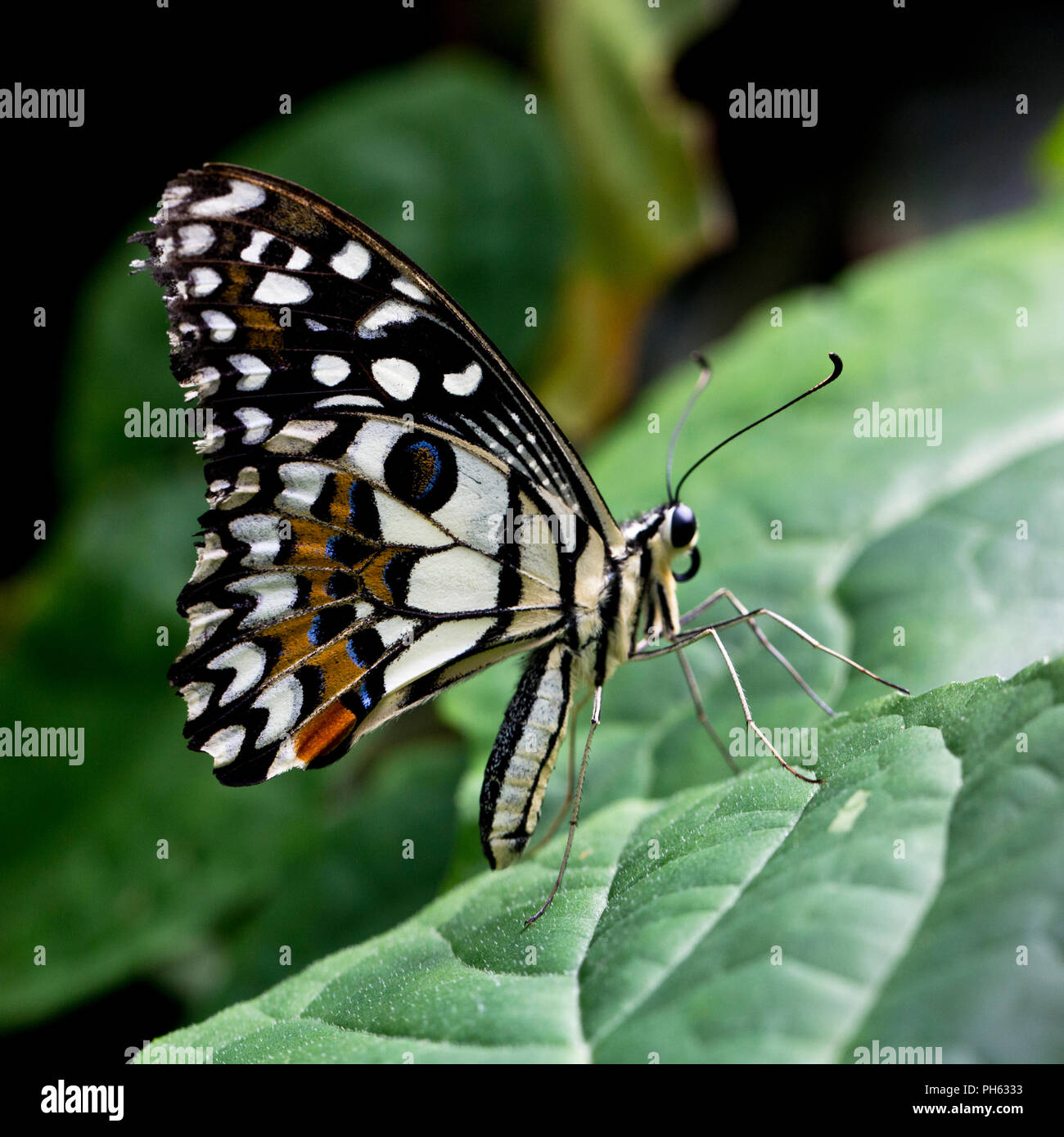 Checkered swallowtail hi-res stock photography and images - Alamy
