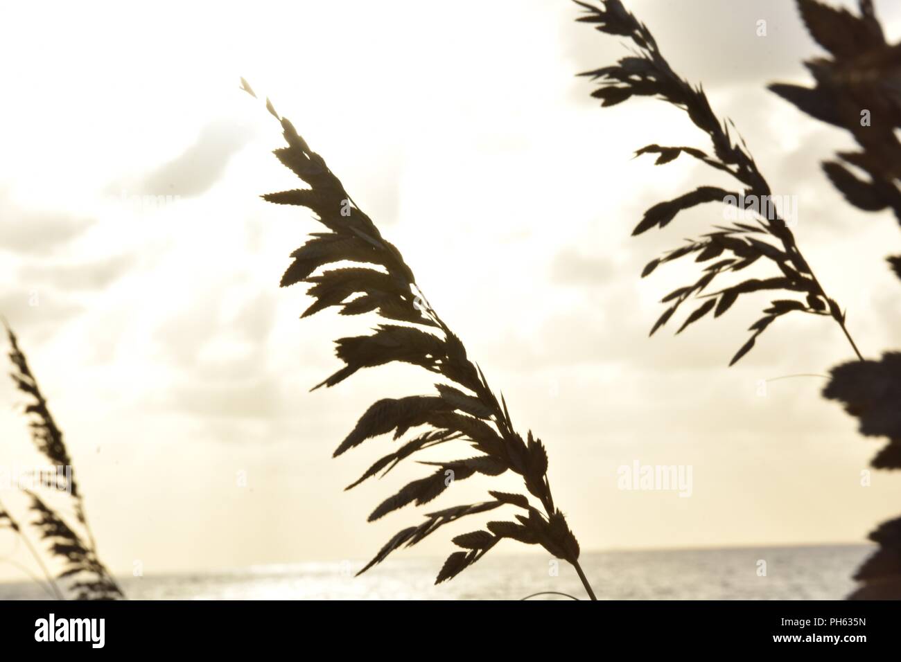beach grass silhouette Stock Photo - Alamy