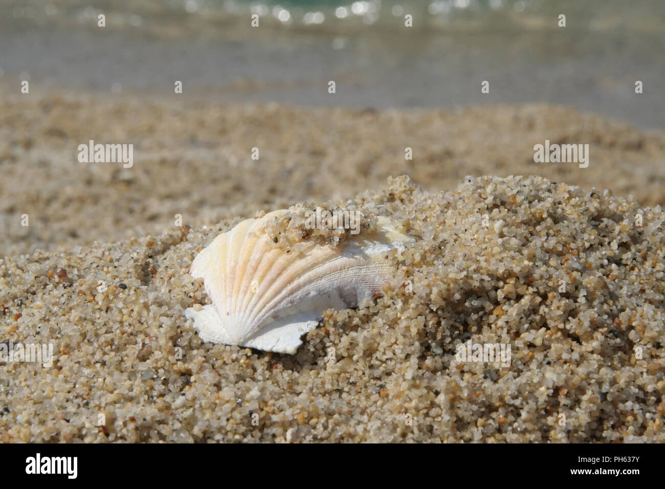 Sea shells on a beach sand. Sea shells on a beach shore Stock Photo - Alamy