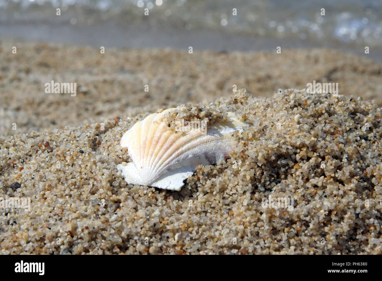 Sea shells on a beach sand. Sea shells on a beach shore Stock Photo - Alamy