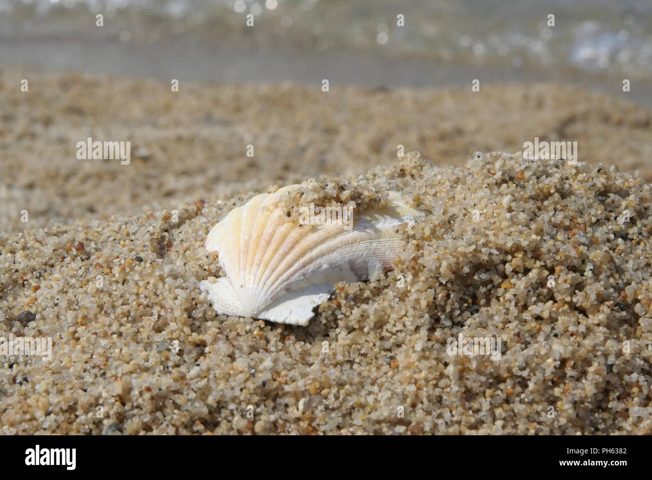 Sea shells on a beach sand. Sea shells on a beach shore Stock Photo - Alamy