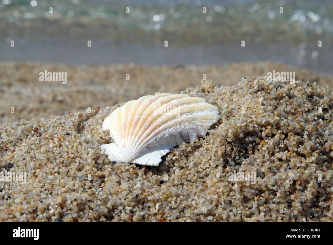 Sea shells on a beach sand. Sea shells on a beach shore Stock Photo - Alamy
