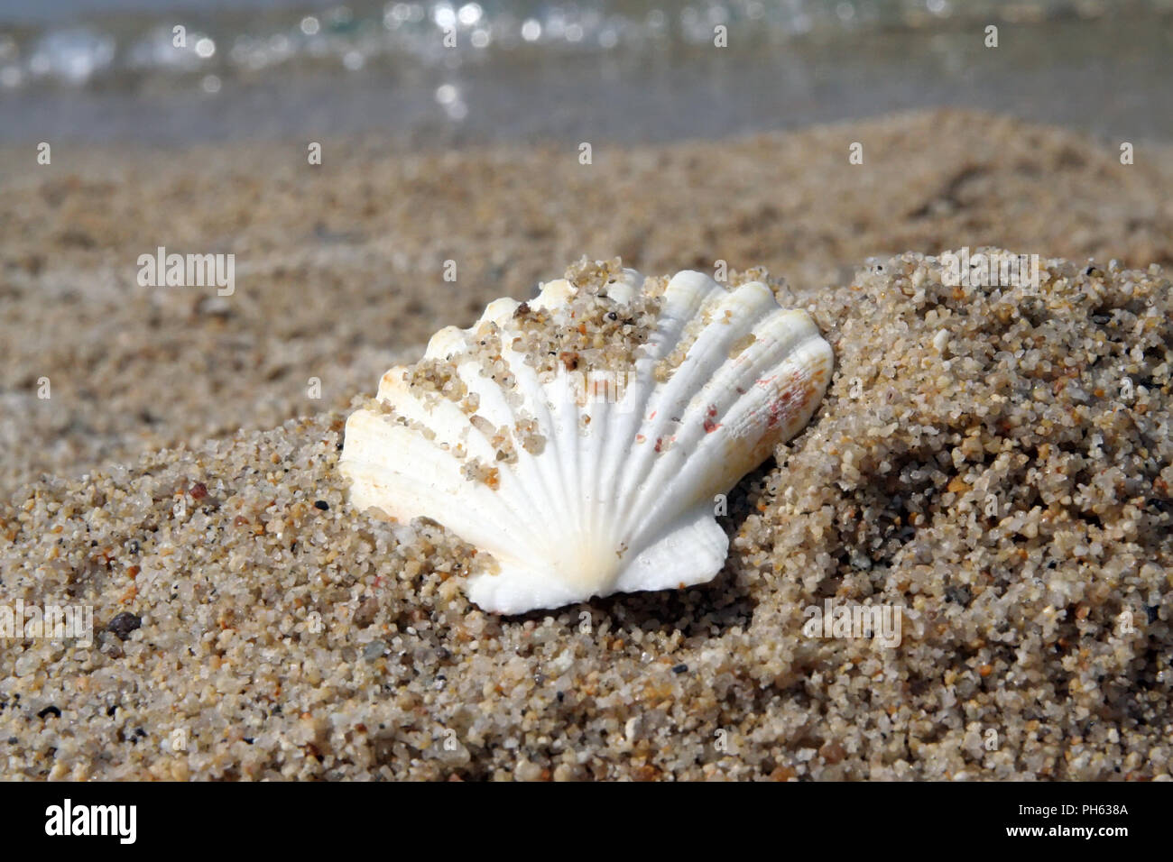 Sea shells on a beach sand. Sea shells on a beach shore Stock Photo - Alamy