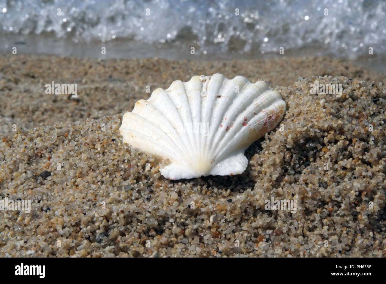 Sea shells on a beach sand. Sea shells on a beach shore Stock Photo - Alamy