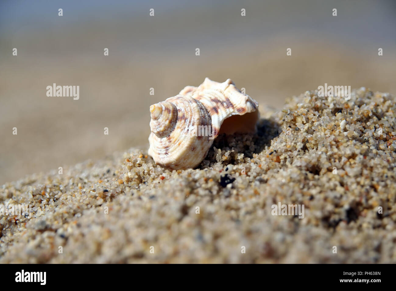 Sea shells on a beach sand. Sea shells on a beach shore Stock Photo - Alamy