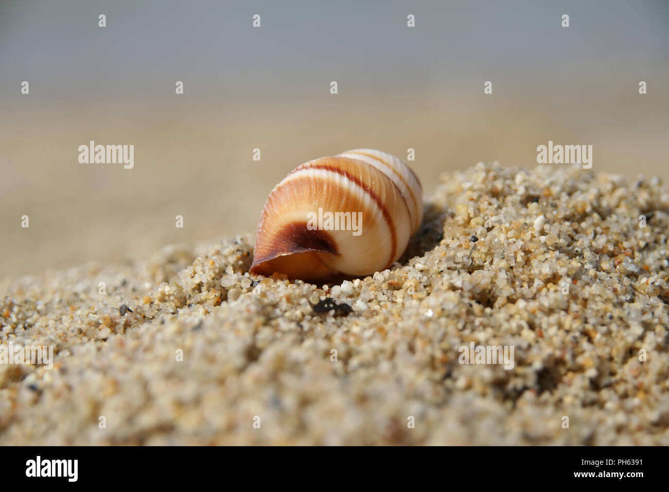 Sea shells on a beach sand. Sea shells on a beach shore Stock Photo - Alamy