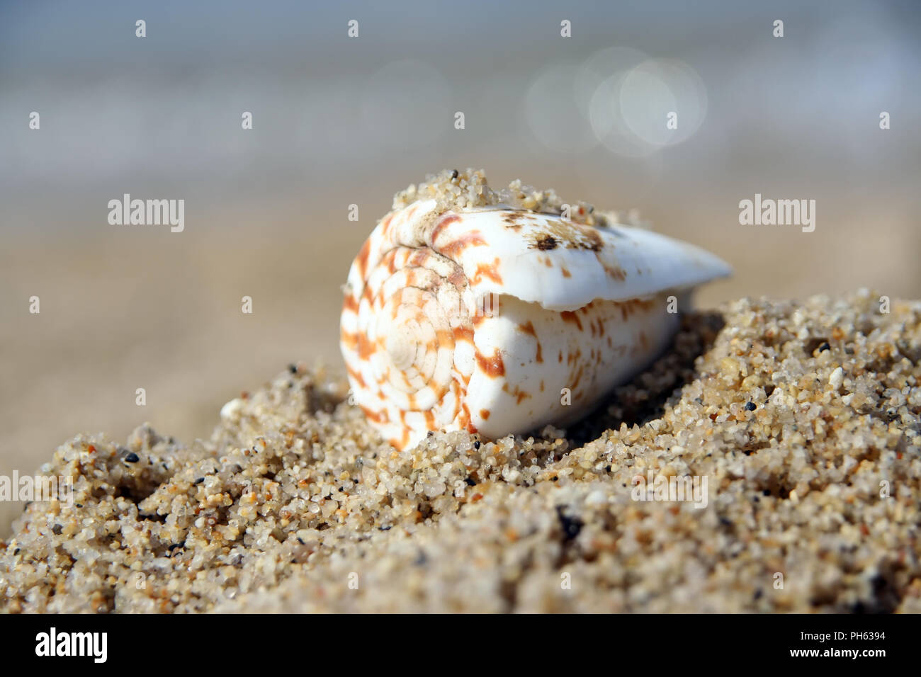 Sea shells on a beach sand. Sea shells on a beach shore Stock Photo - Alamy