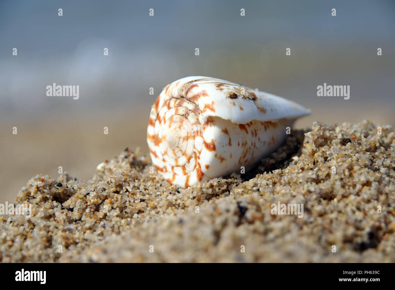 Sea shells on a beach sand. Sea shells on a beach shore Stock Photo - Alamy
