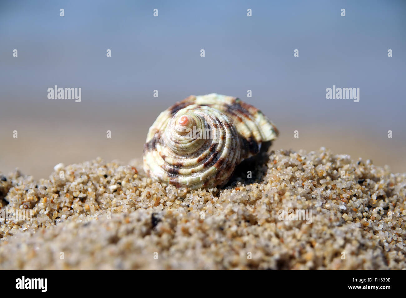 Sea shells on a beach sand. Sea shells on a beach shore Stock Photo - Alamy