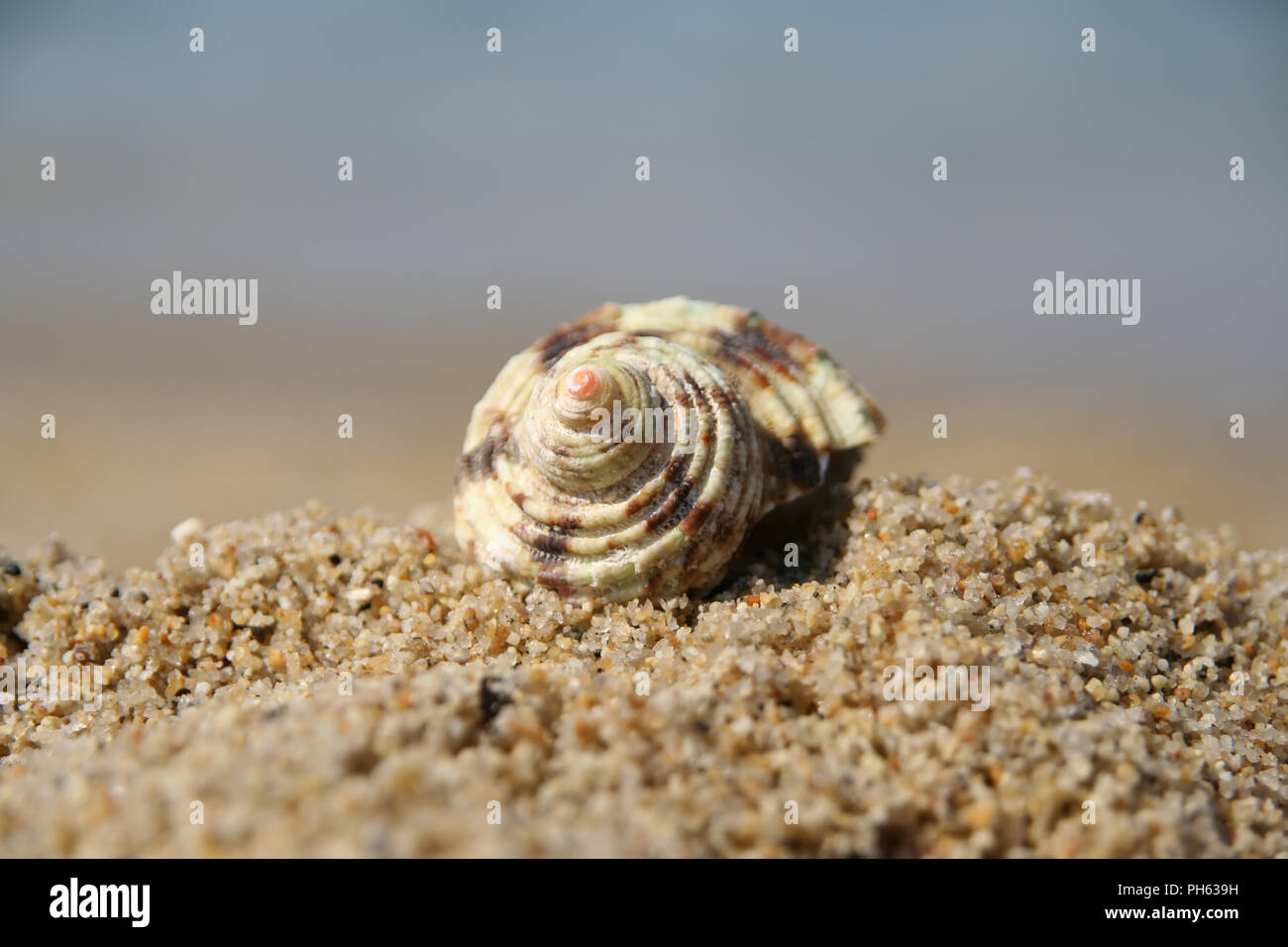 Shore view with sea shell hi-res stock photography and images - Alamy
