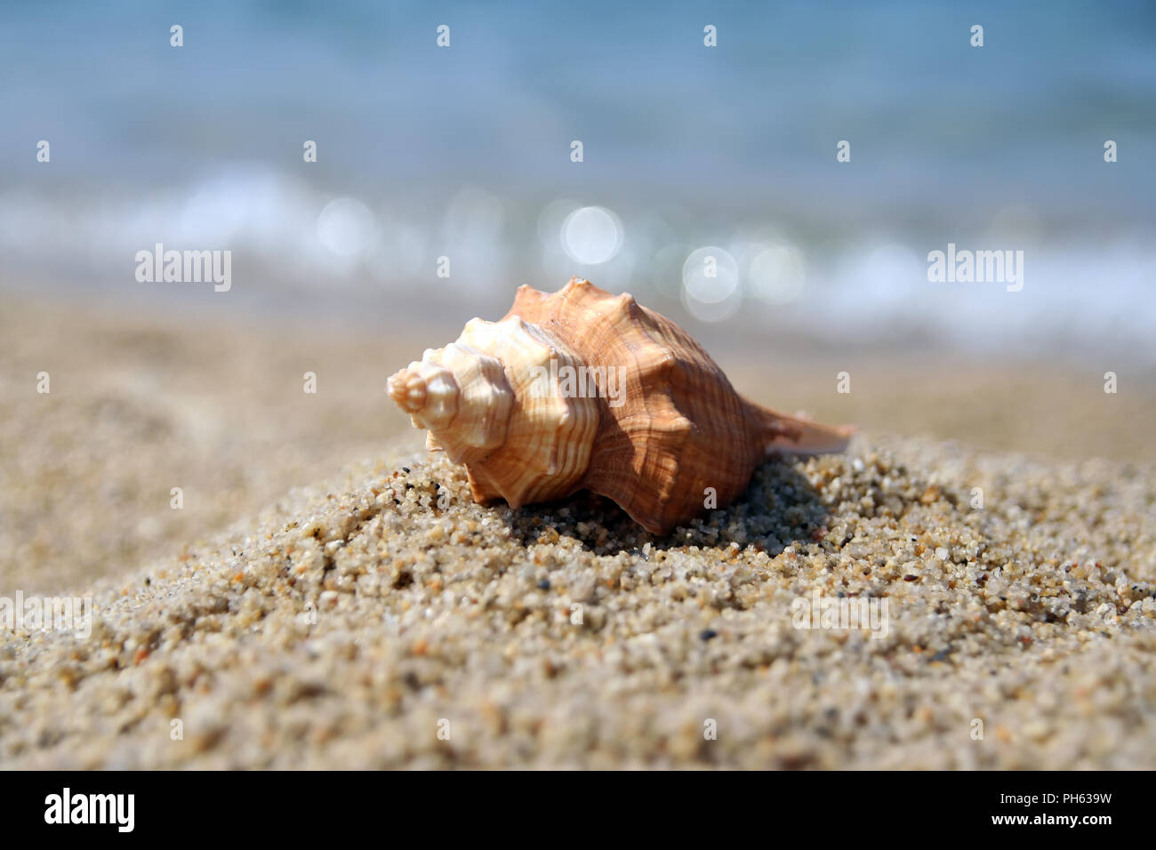 Sea shells on a beach sand. Sea shells on a beach shore Stock Photo - Alamy