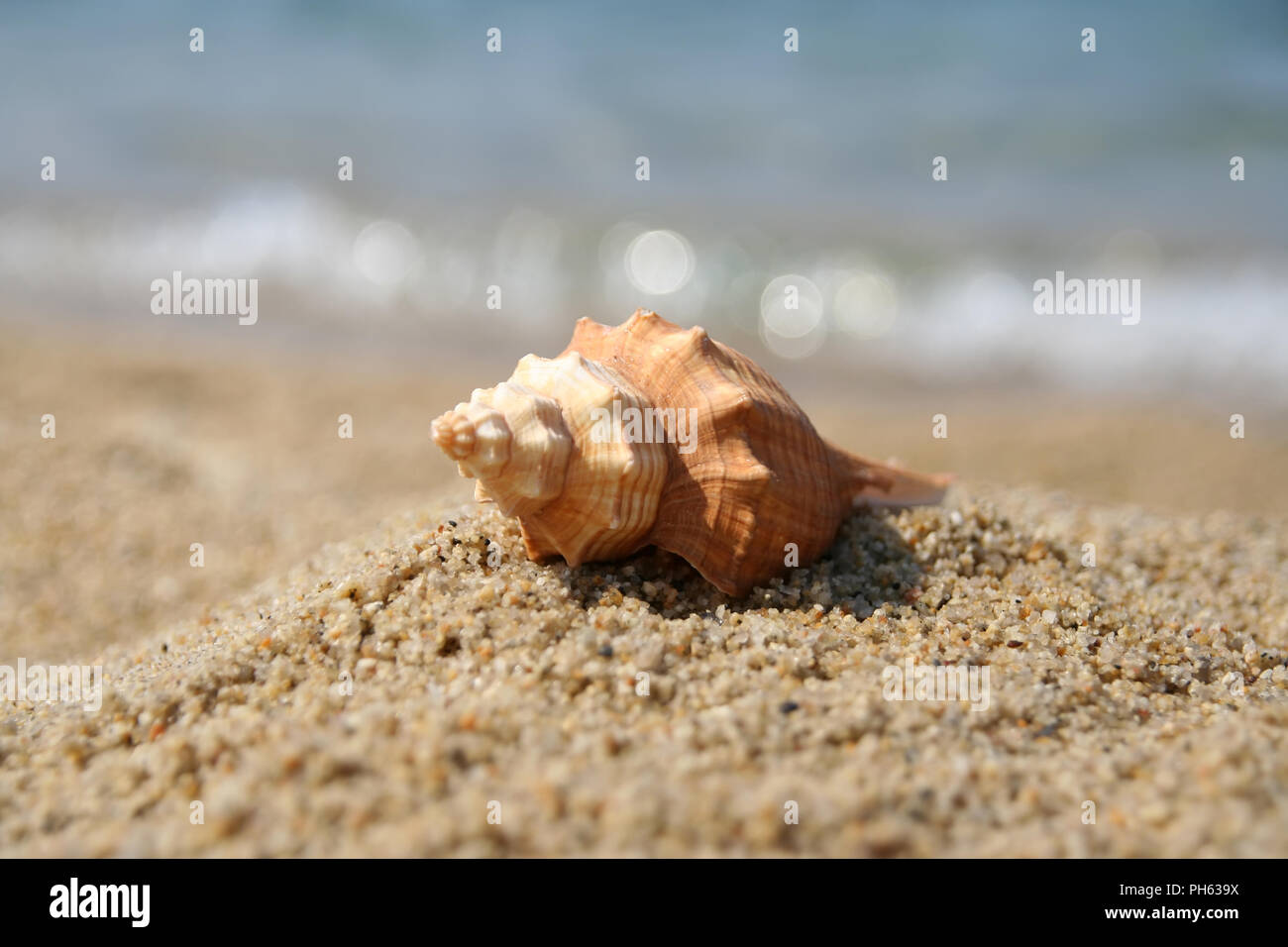 Sea shells on a beach sand. Sea shells on a beach shore Stock Photo - Alamy