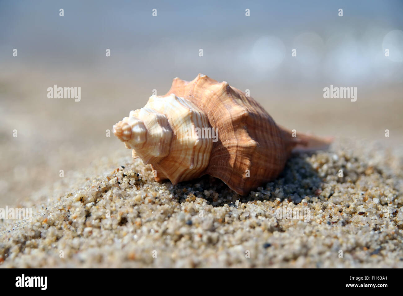 Sea shells on a beach sand. Sea shells on a beach shore Stock Photo - Alamy