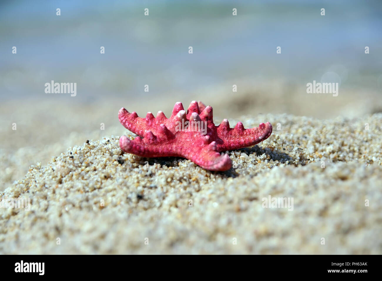 Starfish on a beach sand. Starfish on a sea shore Stock Photo - Alamy