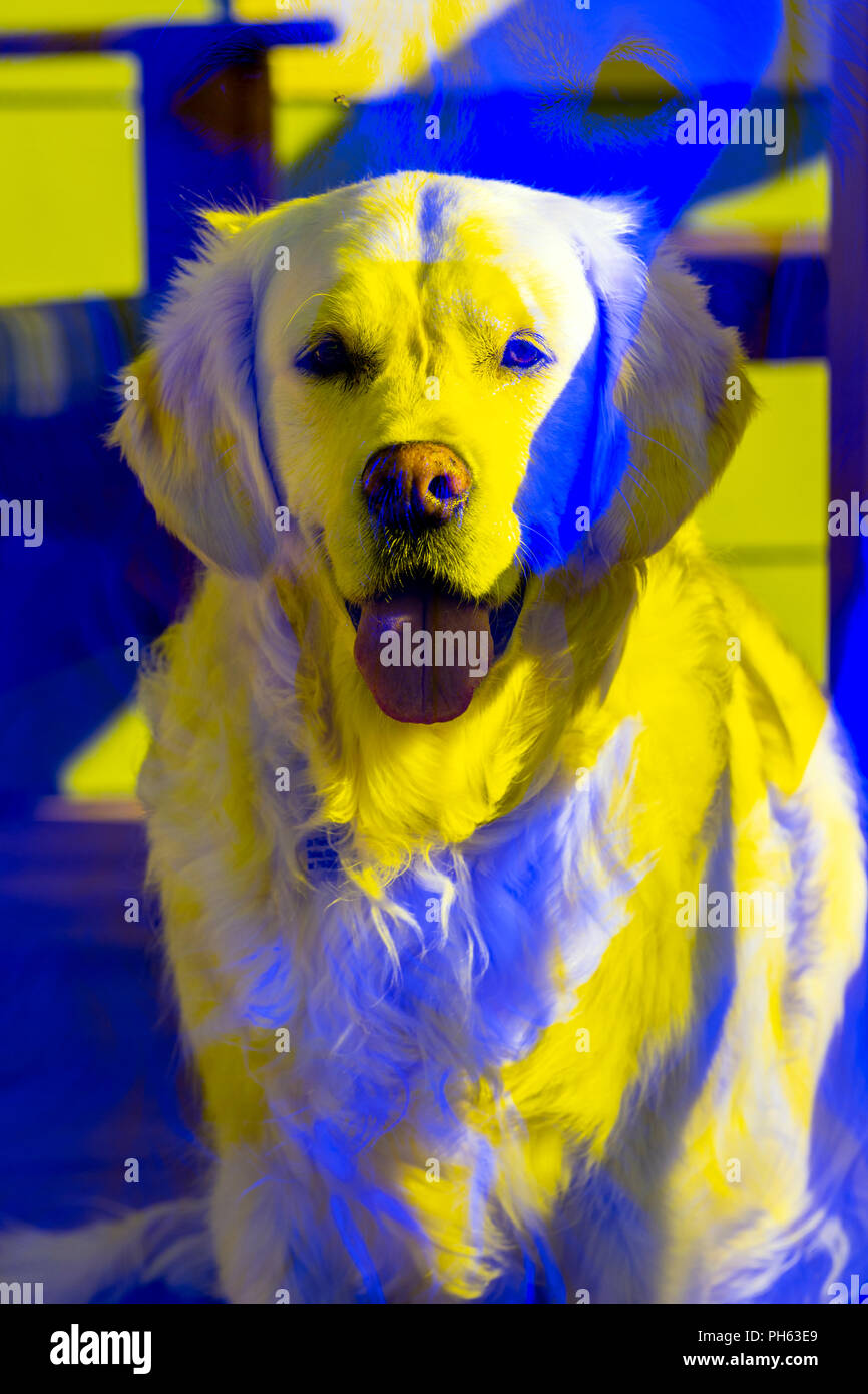 Posterized portrait hi-res stock photography and images - Alamy