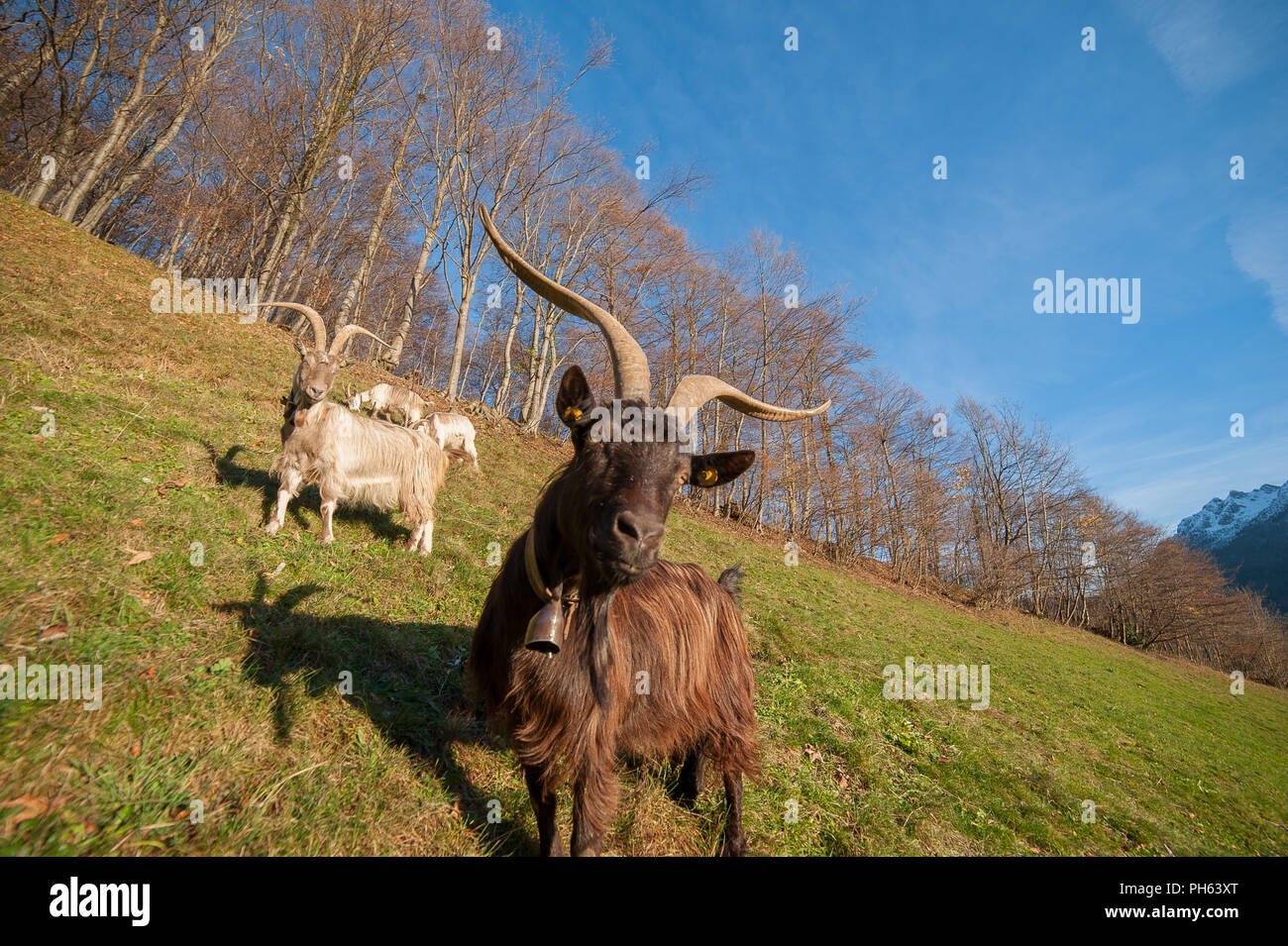 goats grazing in the mountain pasture Stock Photo - Alamy