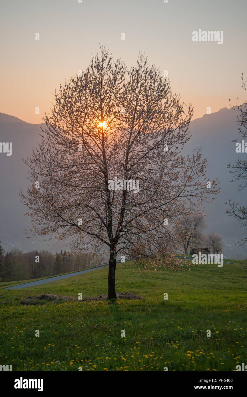 flowery tree at sunset in spring Stock Photo - Alamy