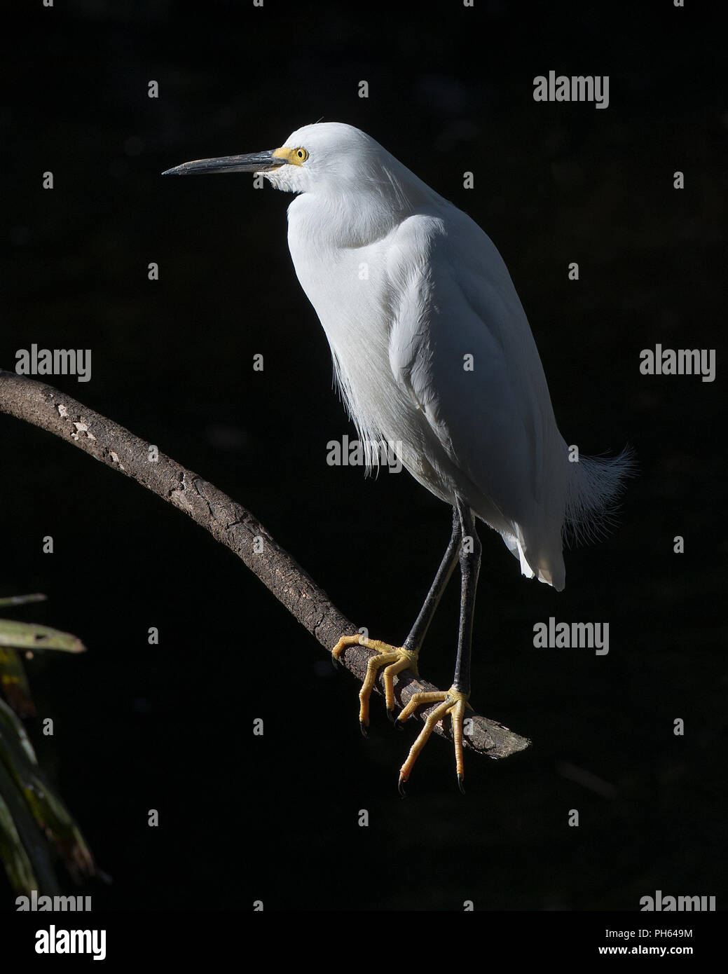 Snowy Egret with a black background perch on a branch in its ...
