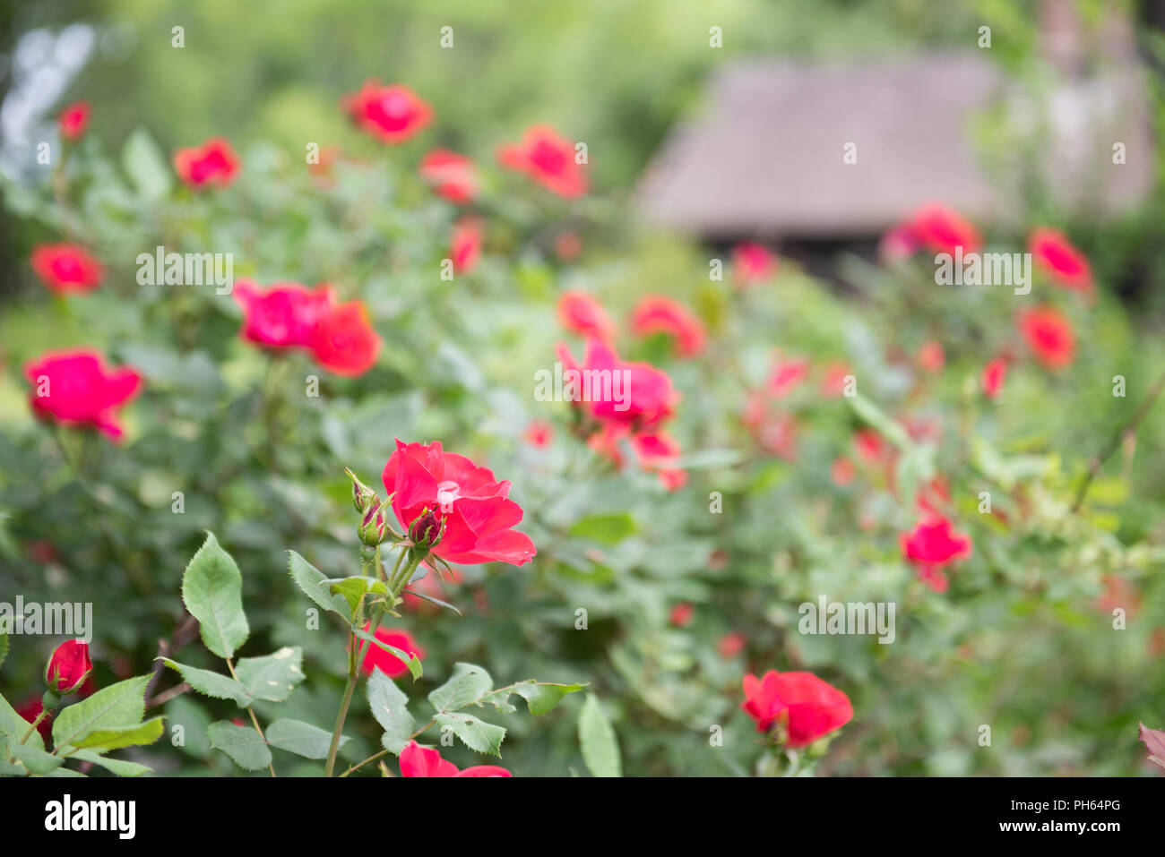 Country cottage roses hi-res stock photography and images - Alamy