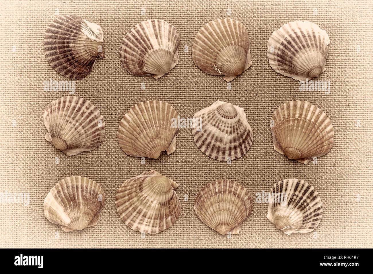 Clam shells hi-res stock photography and images - Alamy