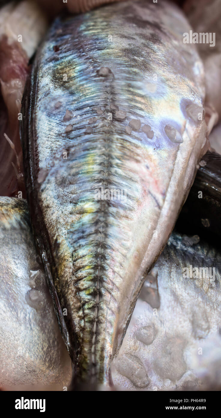 Mackerel scales hi-res stock photography and images - Alamy