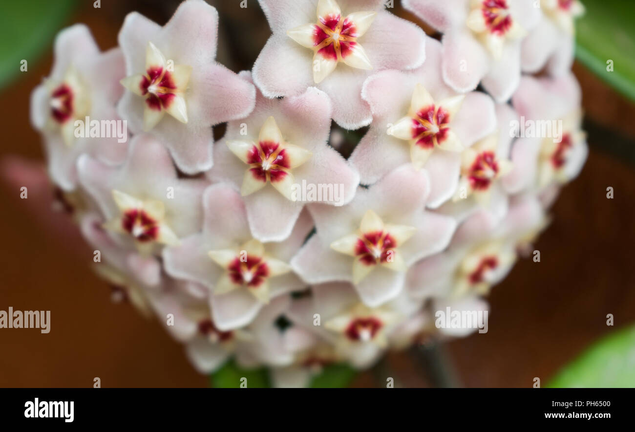 Closeup Hoya carnosa, the porcelainflower or wax plant Stock Photo - Alamy