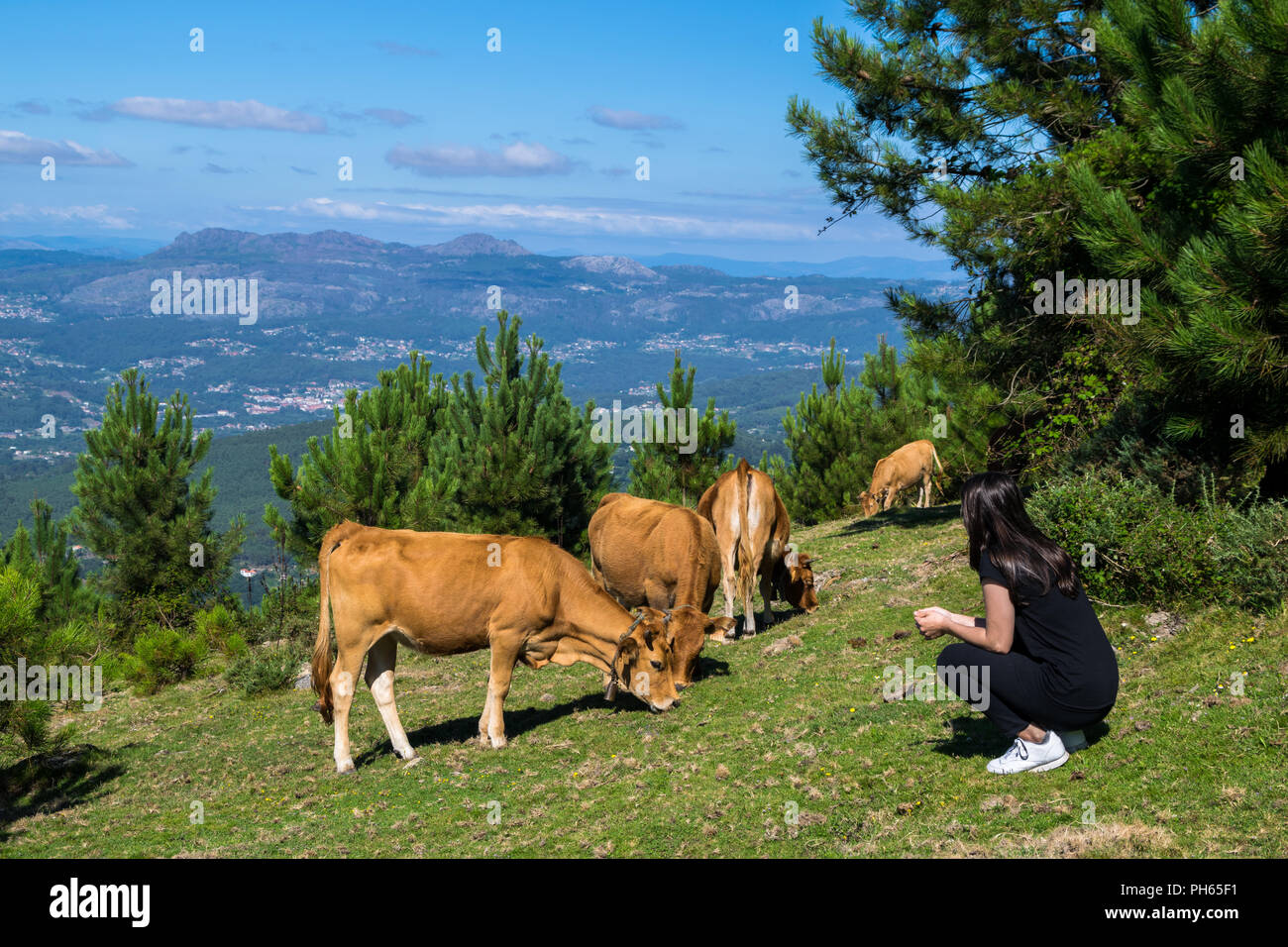 Group of cows by fence hi-res stock photography and images - Alamy