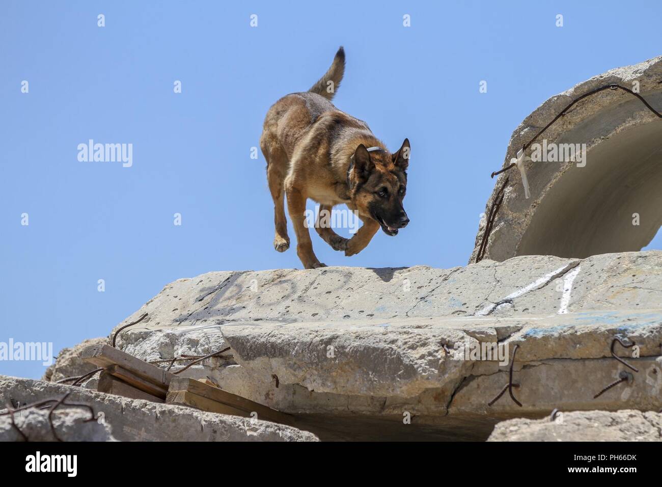 Military base israeli army idf dog hi-res stock photography and images ...
