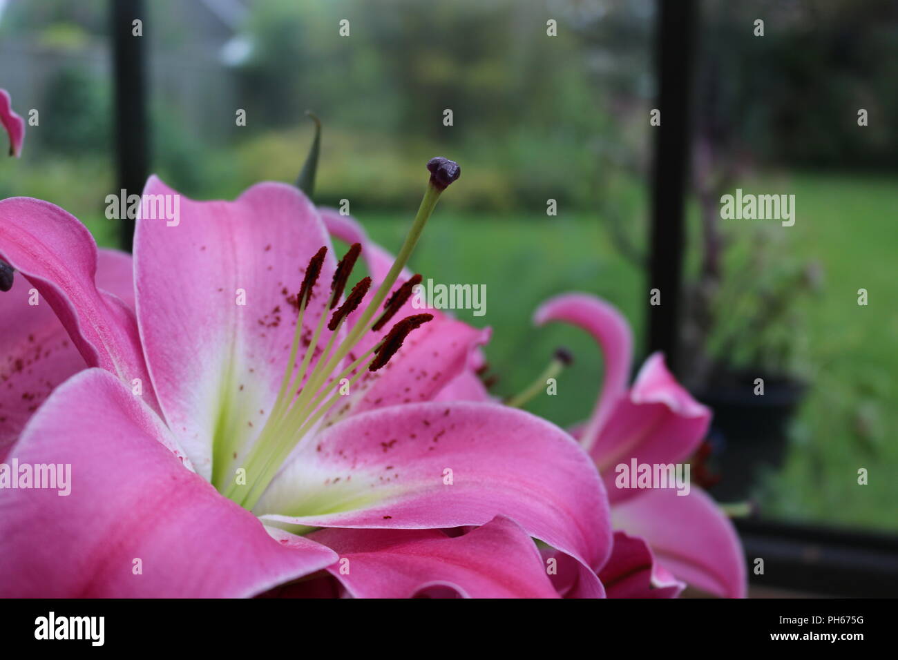 Beautiful vibrant pink lilies, close up Stock Photo - Alamy
