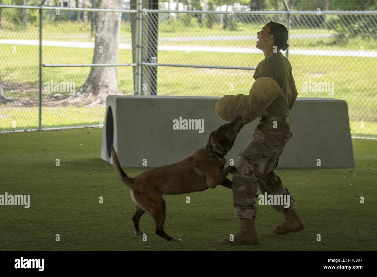 Military Working Dog (MWD) Taya bites Senior Airman Lindsay Zaccardi ...