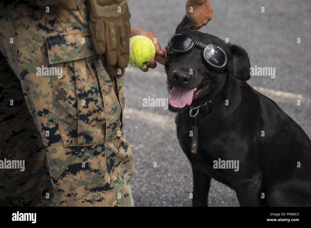 Cpl. Rolando Sulaica trains his military working dog, Riggs, at Landing ...