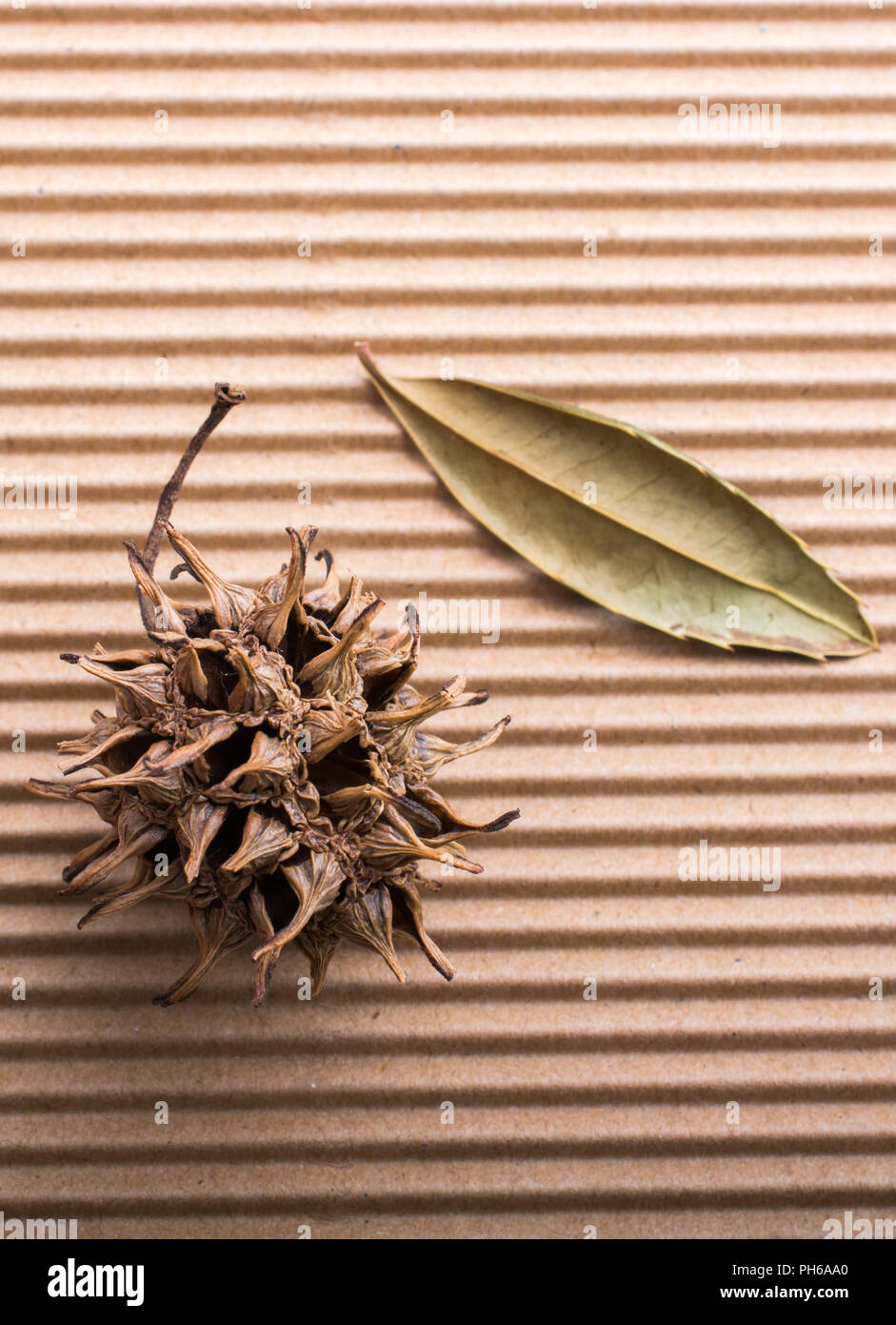 Dry leaves placed on a cardboard in view Stock Photo - Alamy