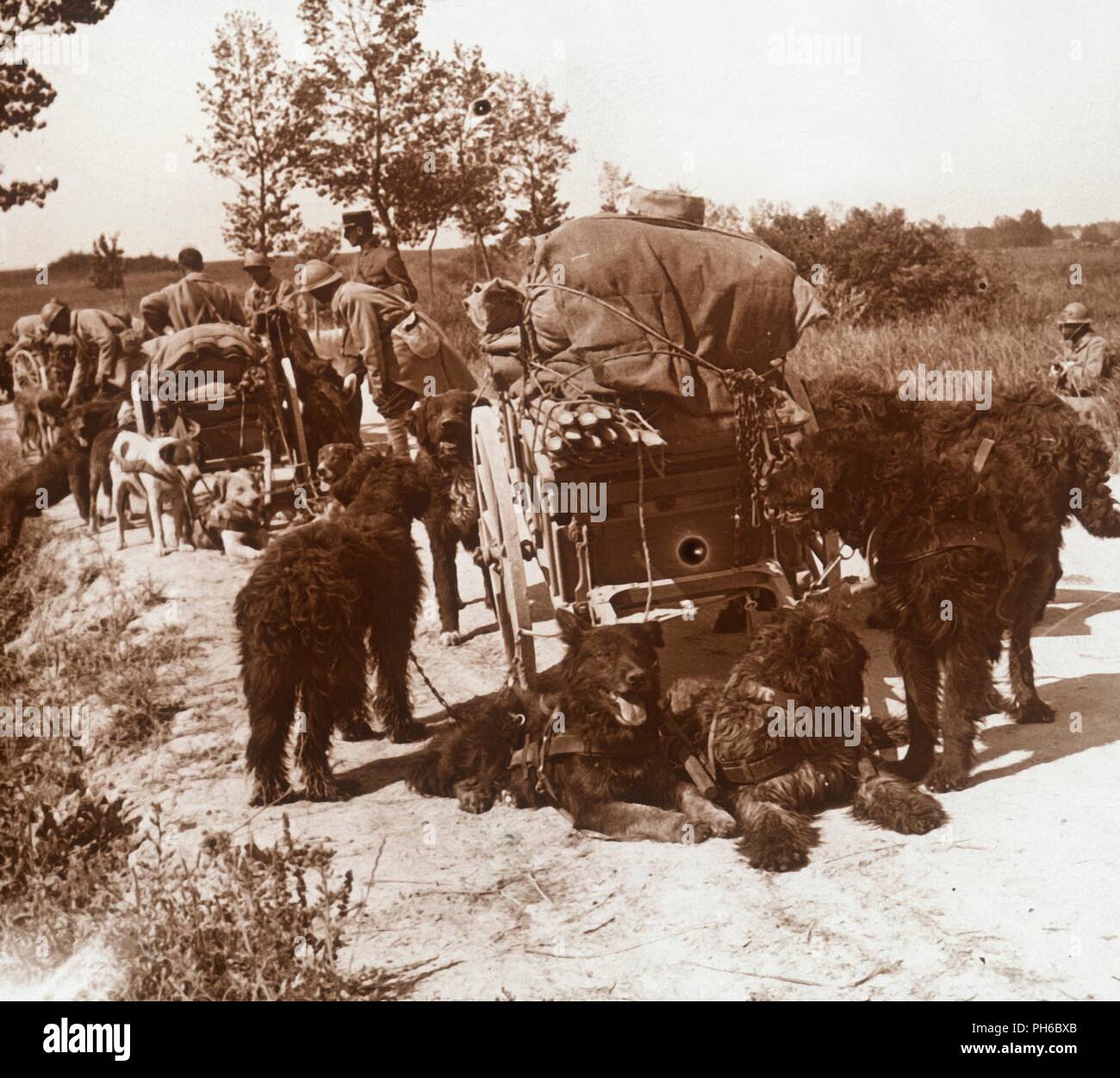 Ww1 dogs hi-res stock photography and images - Alamy