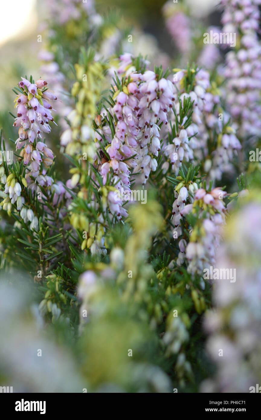 Darley dale hi-res stock photography and images - Alamy