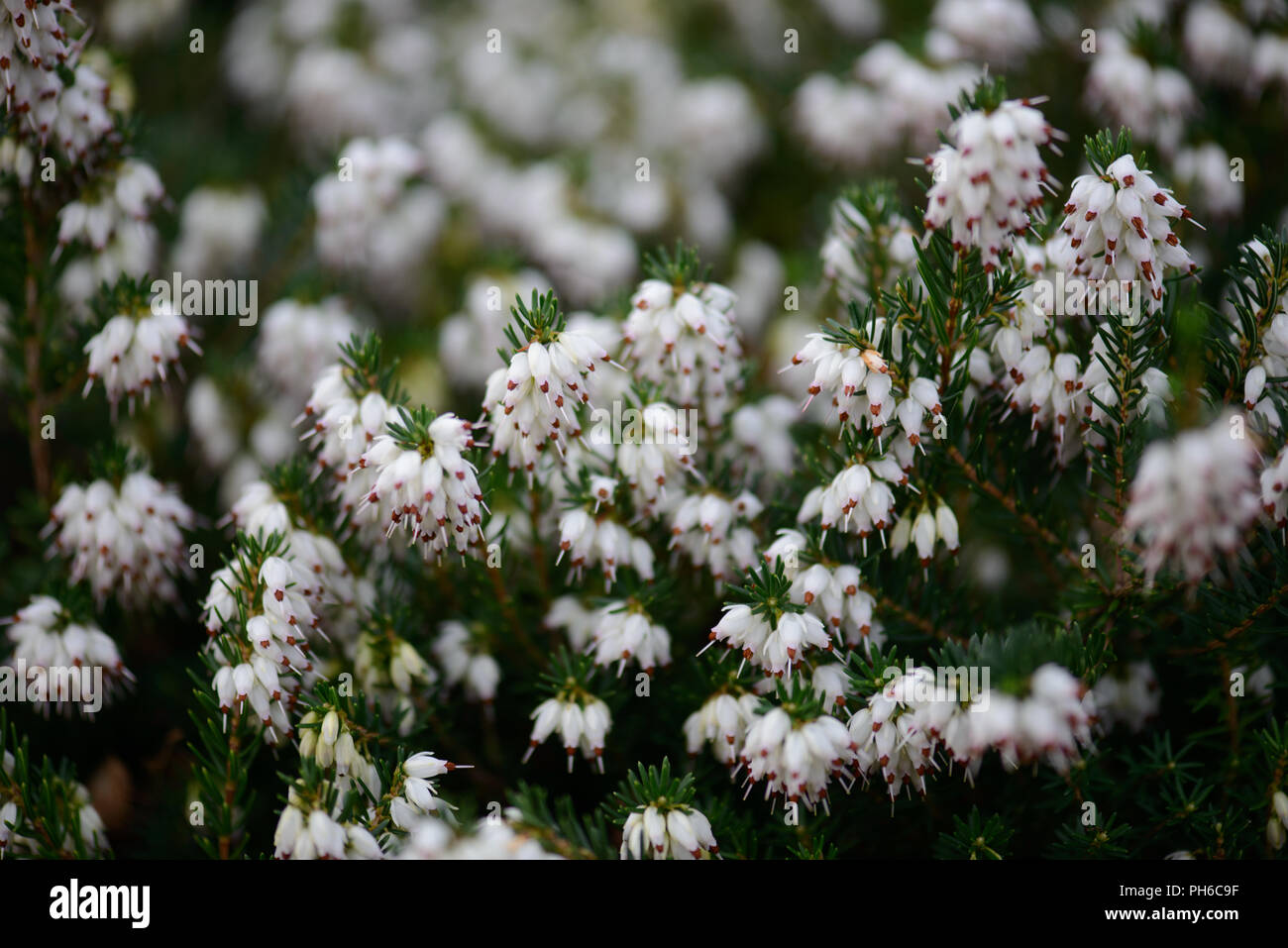 Erica x darleysnis White Glow Stock Photo - Alamy