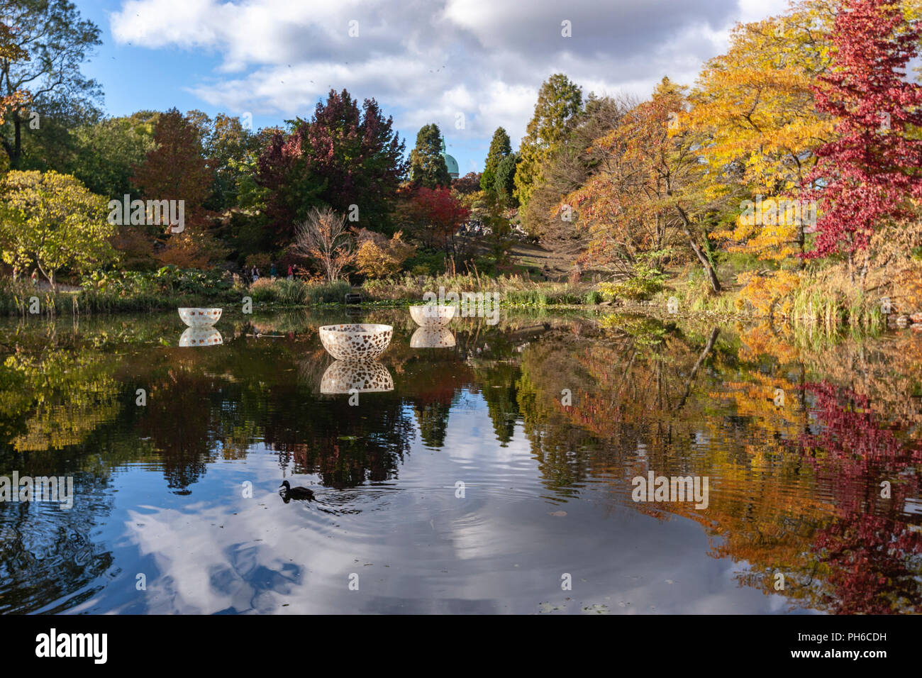 Duck and bowls floating in the lake with autumn trees with colors and ...
