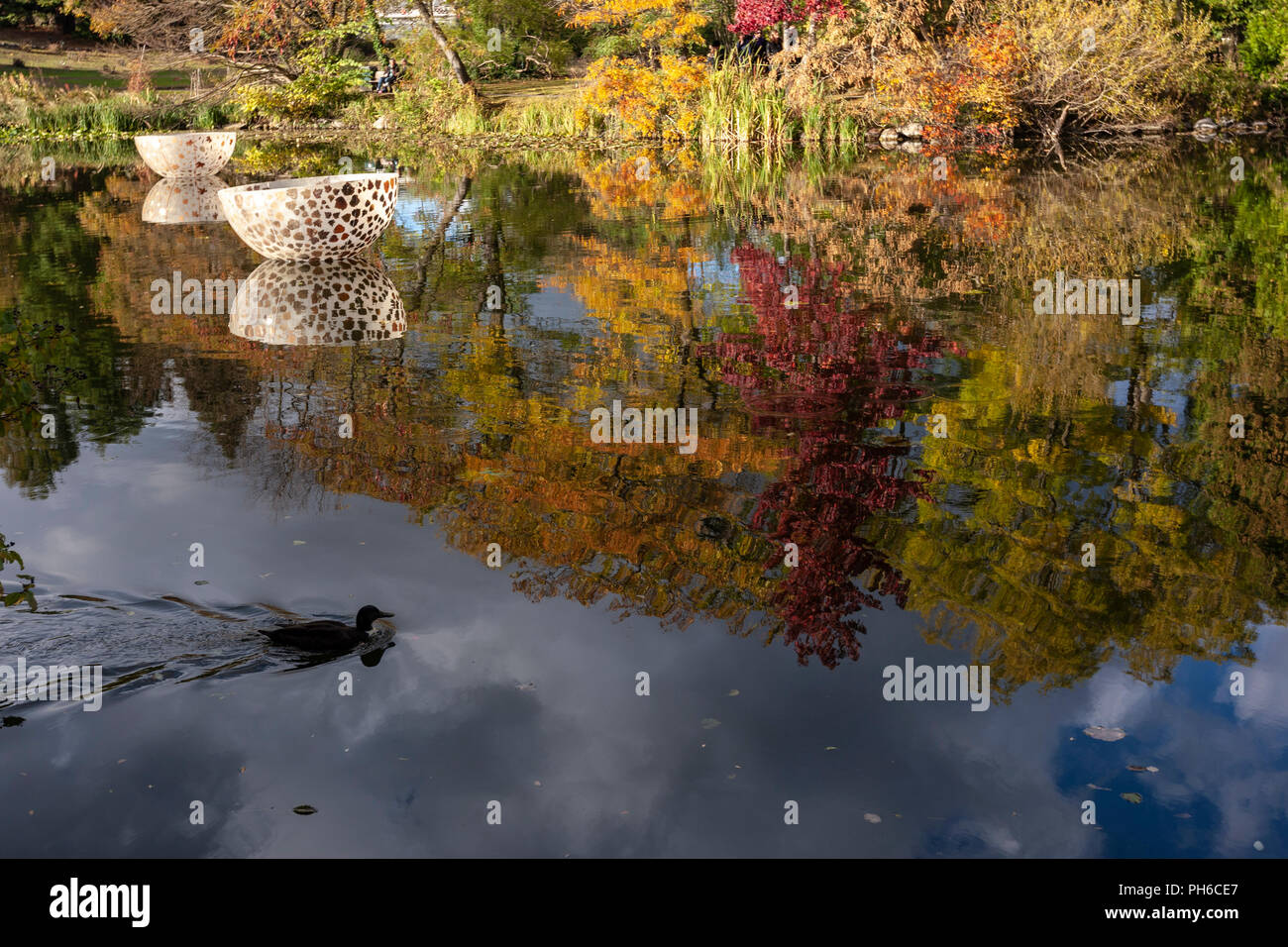 Duck and bowls floating in the lake with autumn trees with colors and ...
