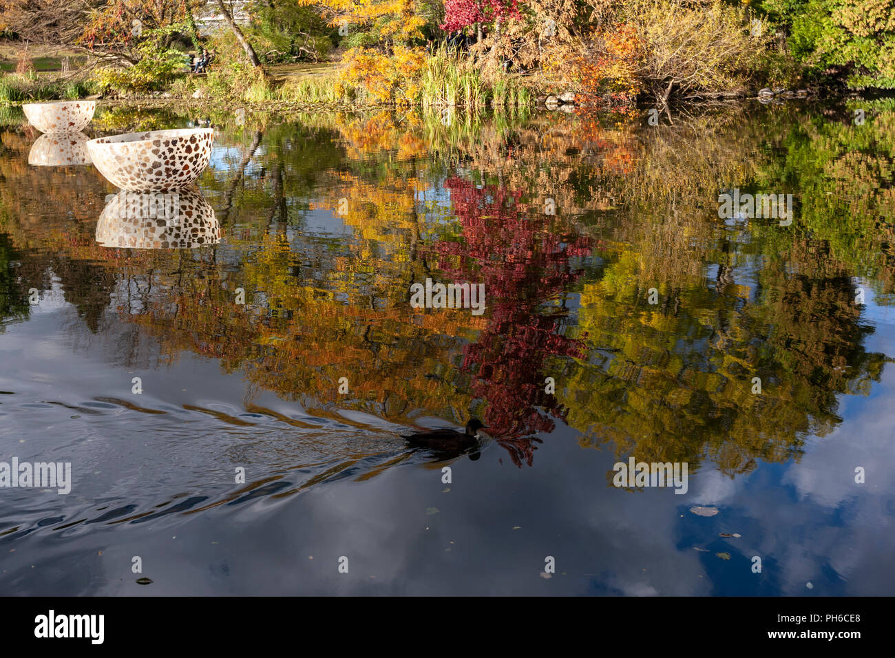 Duck and bowls floating in the lake with autumn trees with colors and ...