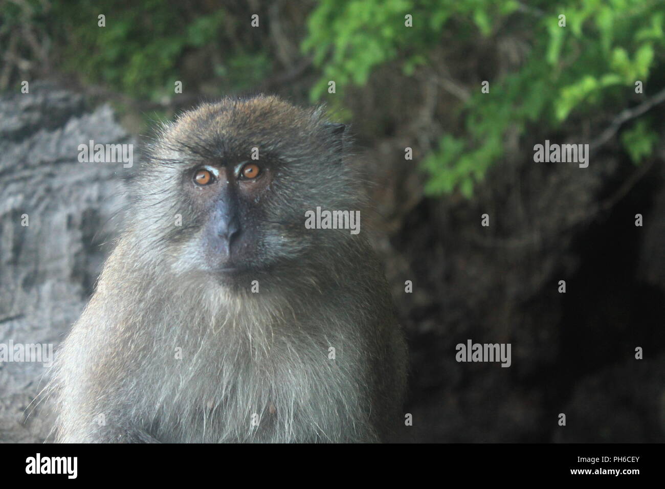 Asia staring hi-res stock photography and images - Alamy