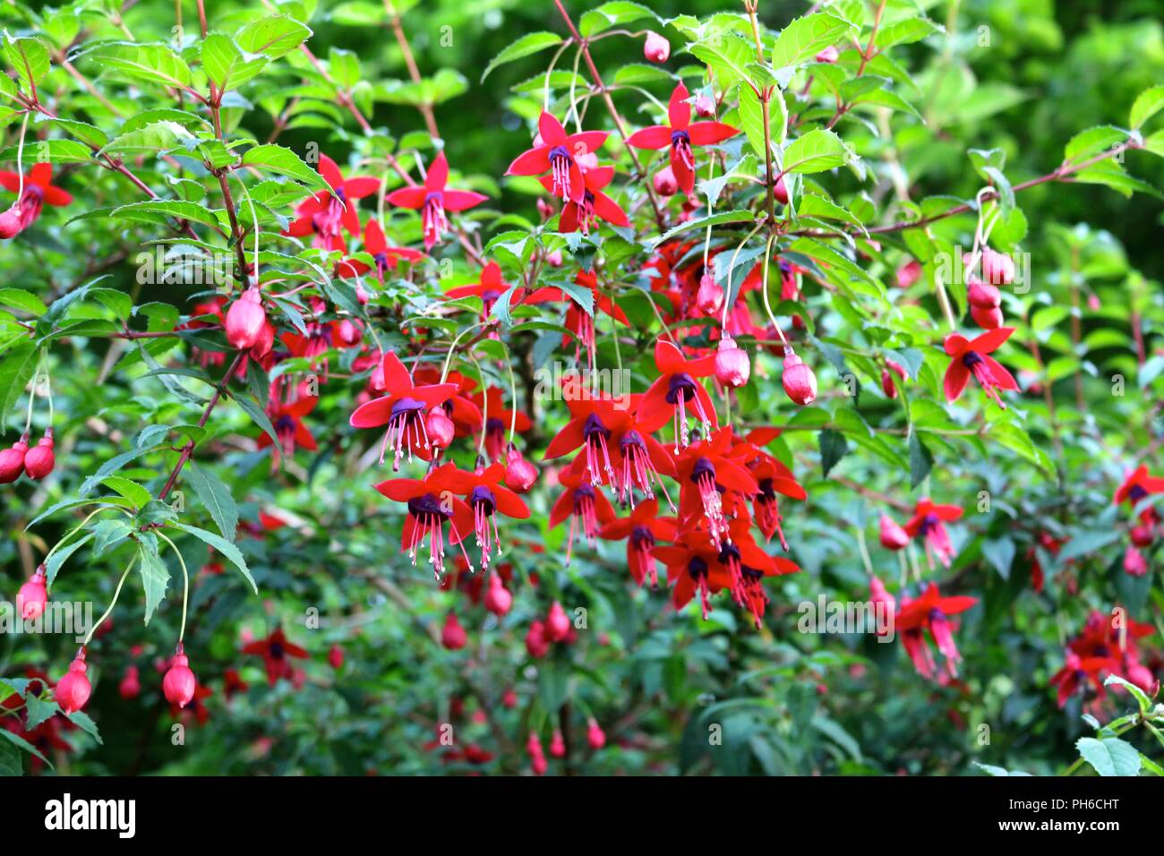 Fuchsia magellanica hi-res stock photography and images - Alamy