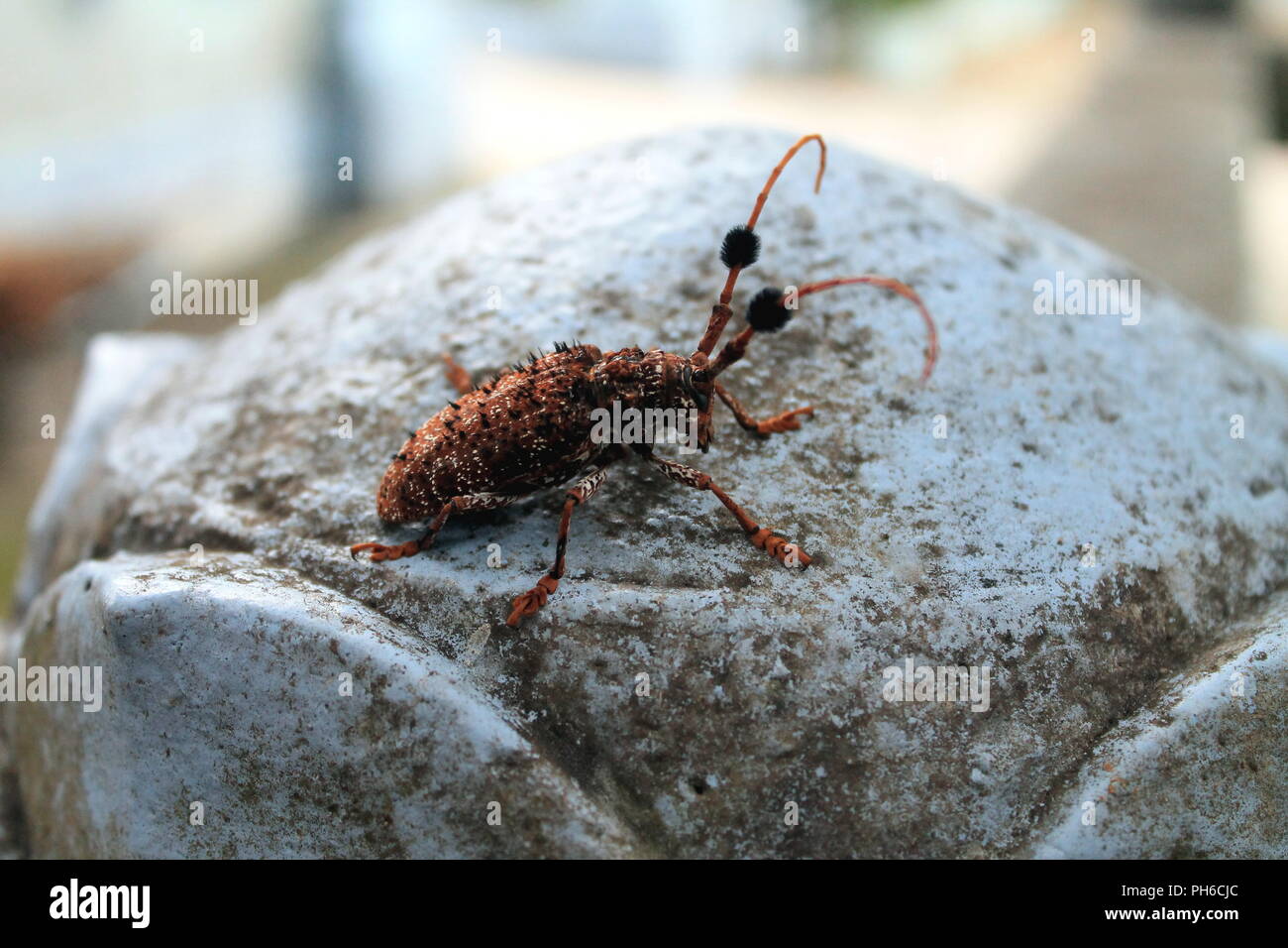 Spikey Beetle High Resolution Stock Photography and Images - Alamy