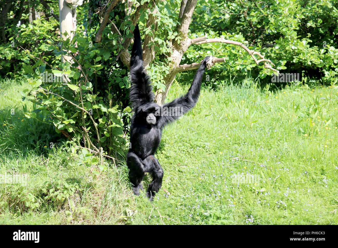 Siamang hi-res stock photography and images - Alamy