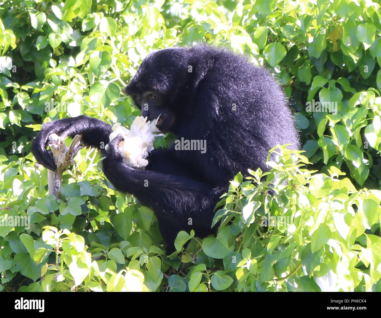 Siamang gibbon hi-res stock photography and images - Alamy