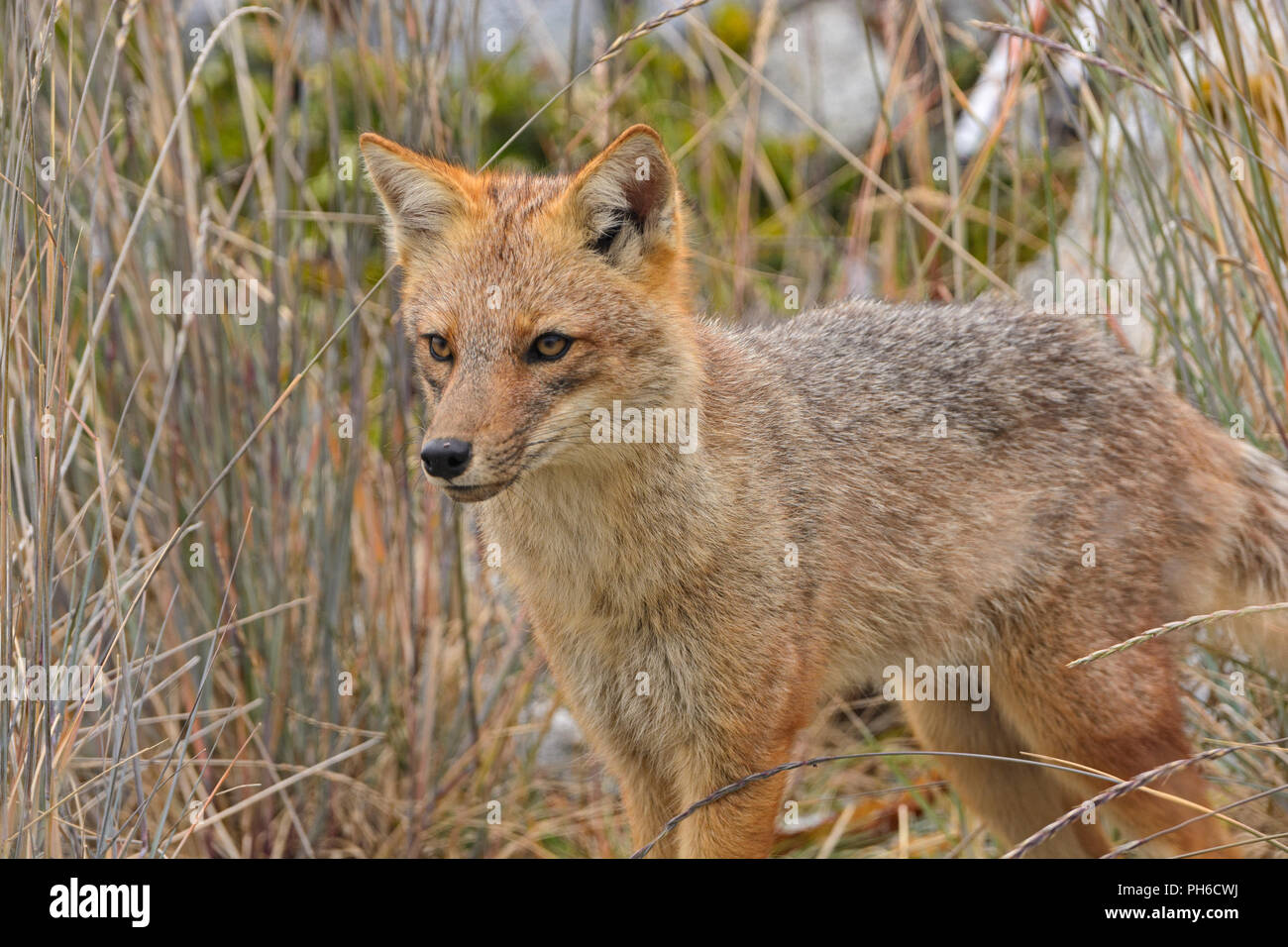 Andean fox hi-res stock photography and images - Alamy